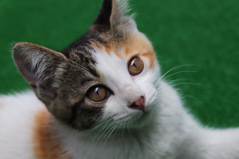 Arrivée d’un bébé : comment bien préparer votre chat Arrivée d’un bébé : comment bien préparer votre chat